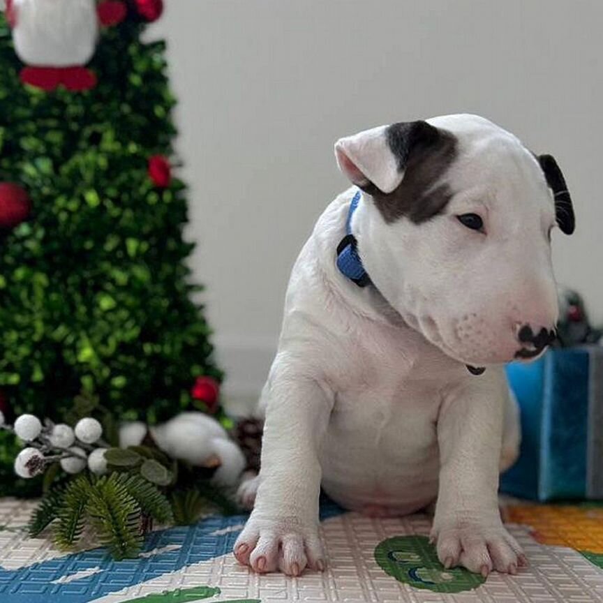 Мини-бультерьер, щенок