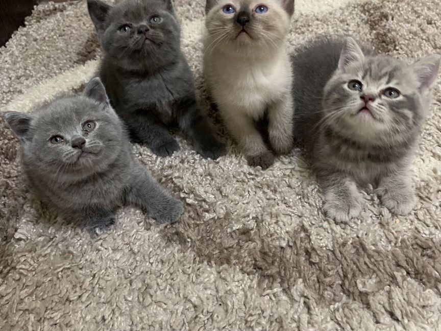 Британская