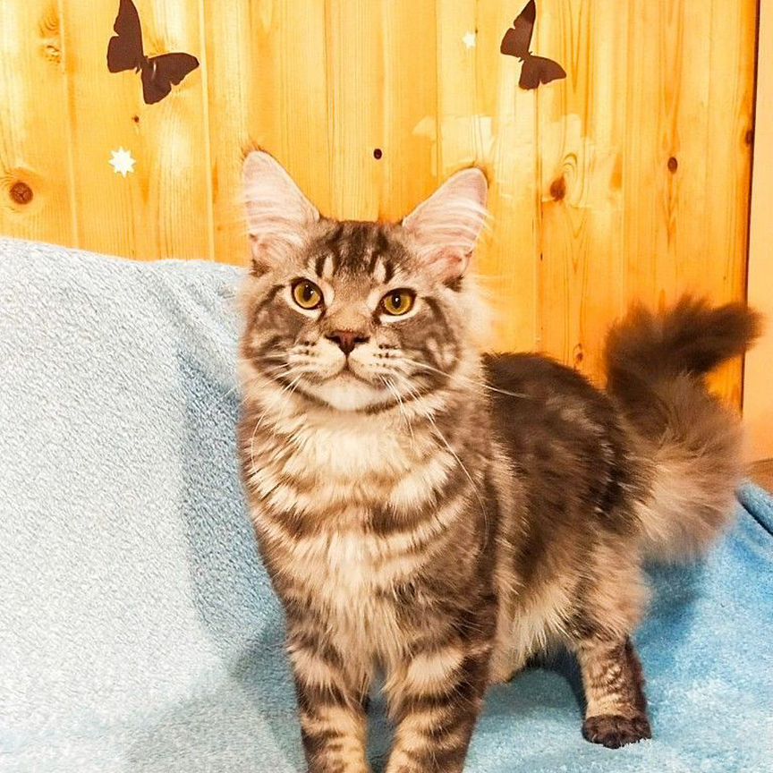 Котята Мейн-кун Полидакт Питомник