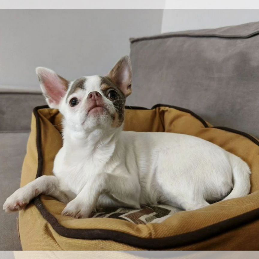 Чихуахуа, щенок