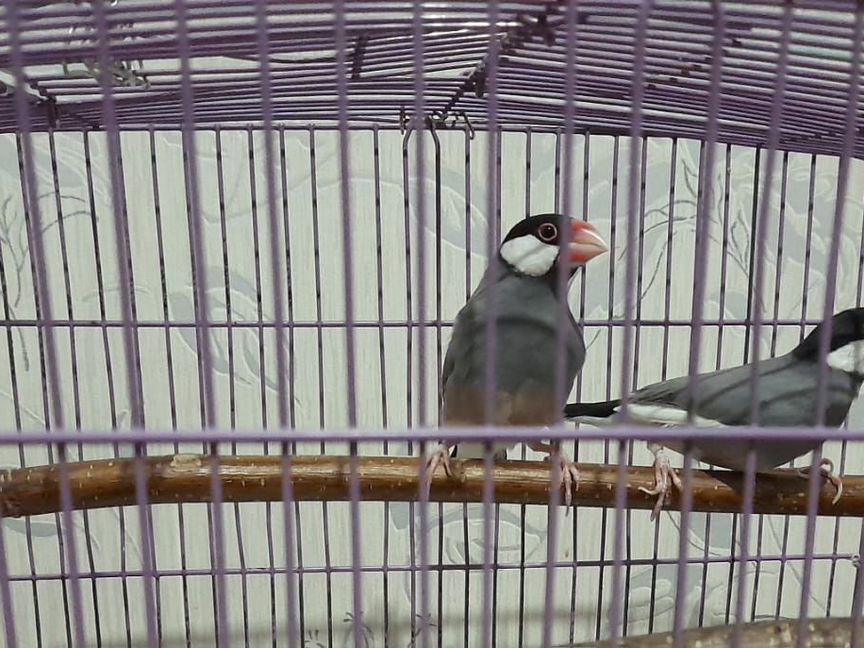 Рисовые амадины