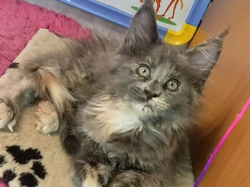 Котята мейн-кун