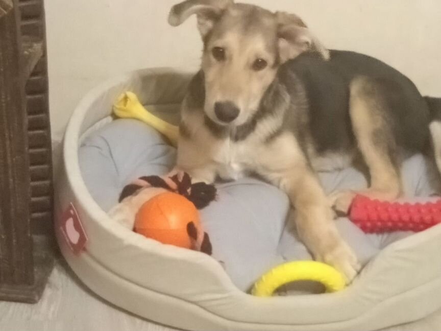 Отдам сабаку