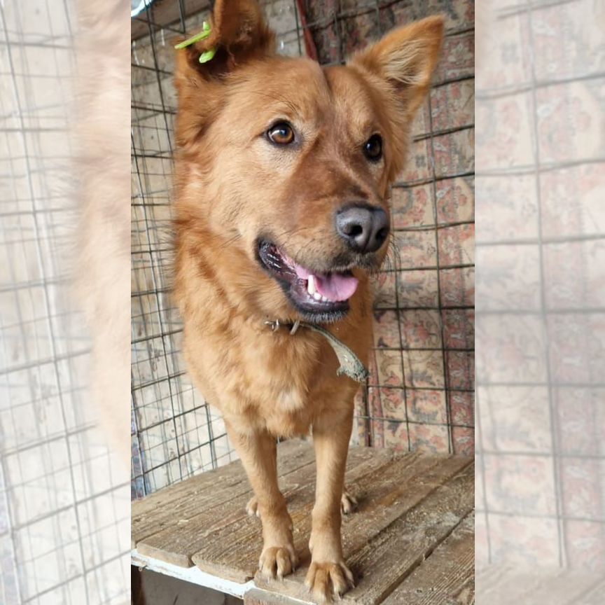 Взрослая собака в добрые руки