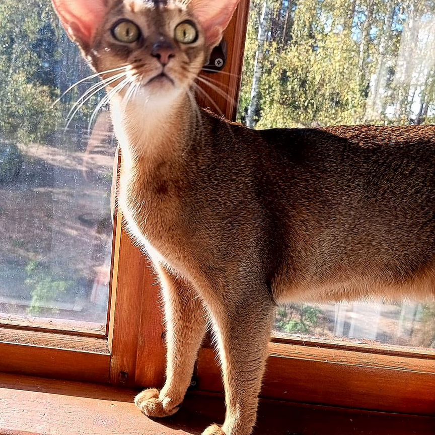 Абиссинская кошечка