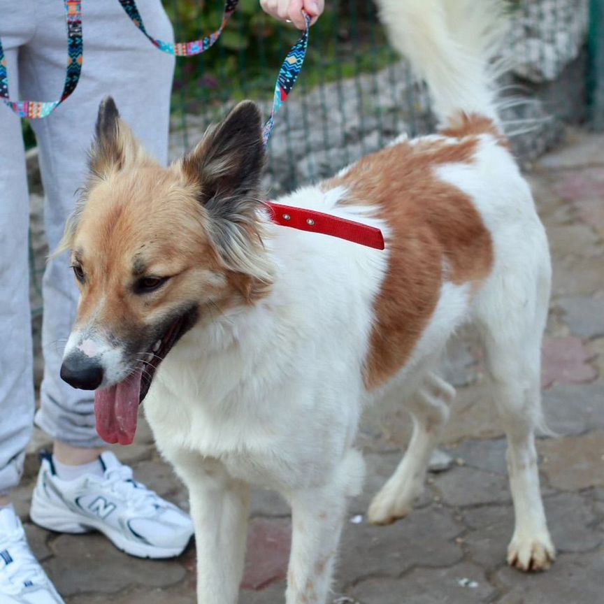 Пес в добрые руки