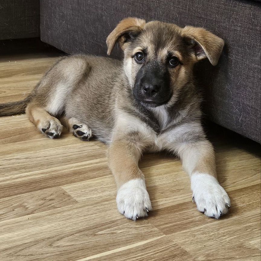 Щенок девочка