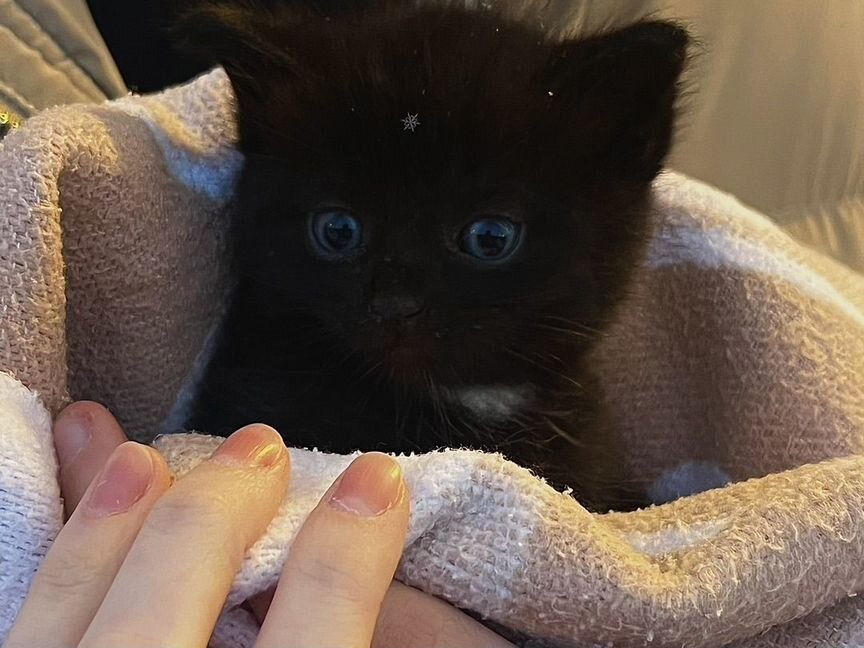 Котенок
