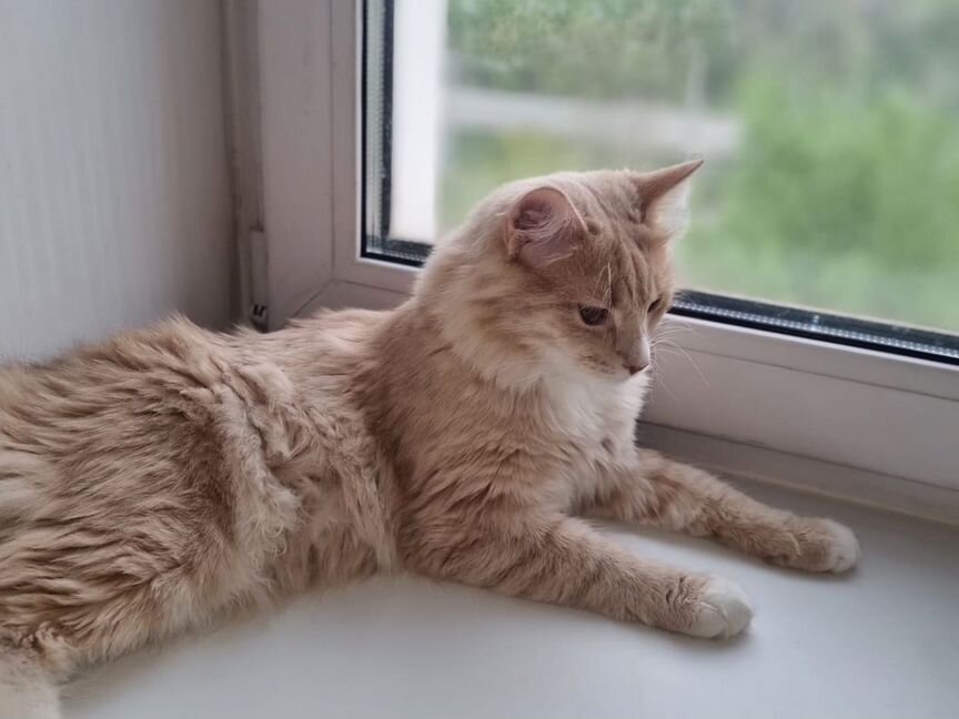 Кошка в дар