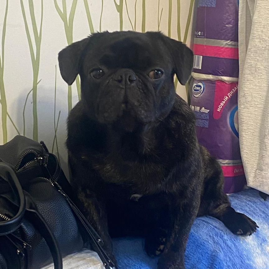 Тигровый мопс для вязки