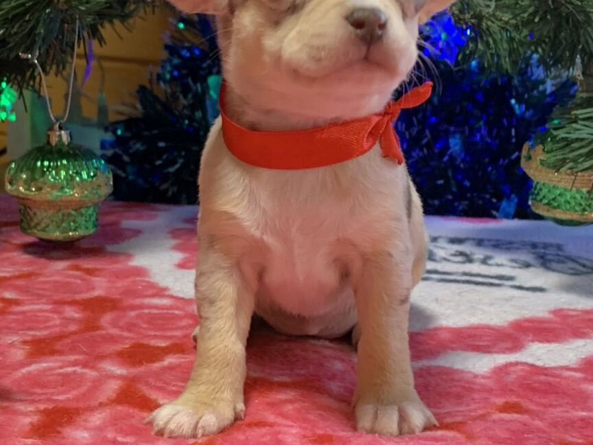 Девочка шоколадный мрамор