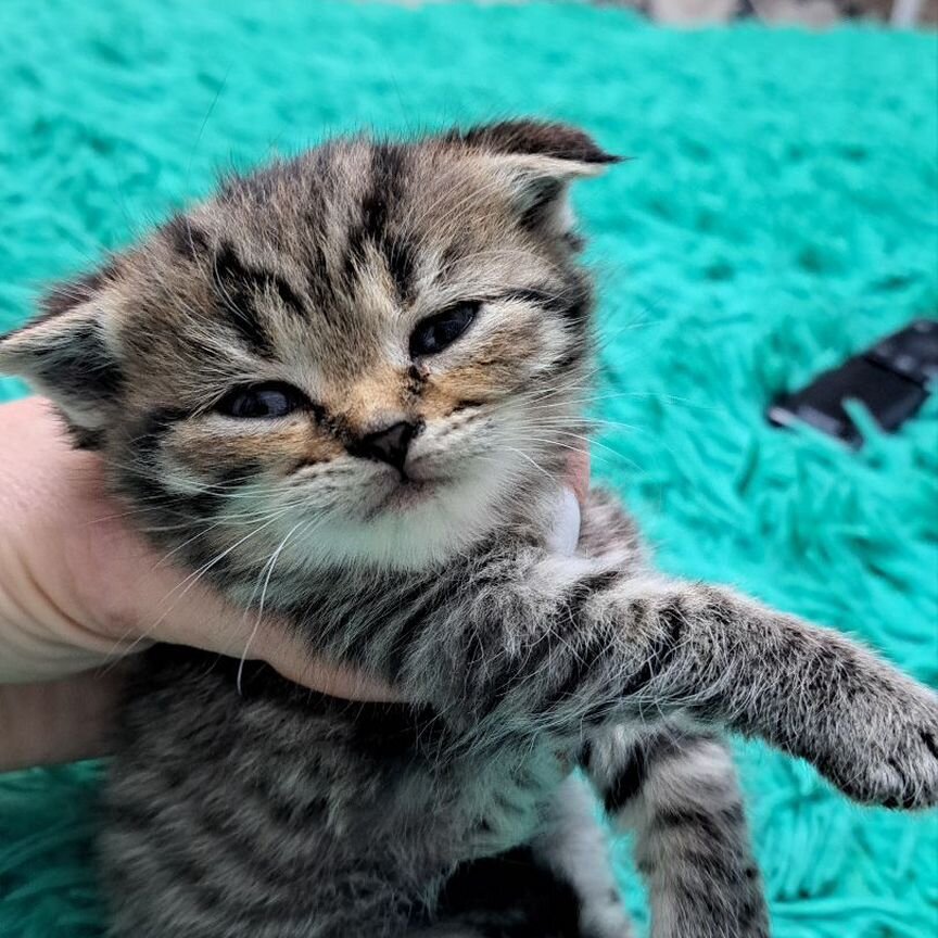 Шотландская вислоухая кошка