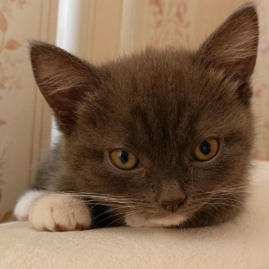 Котенок девочка