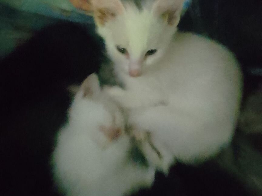 Котята в добрые руки бесплатно