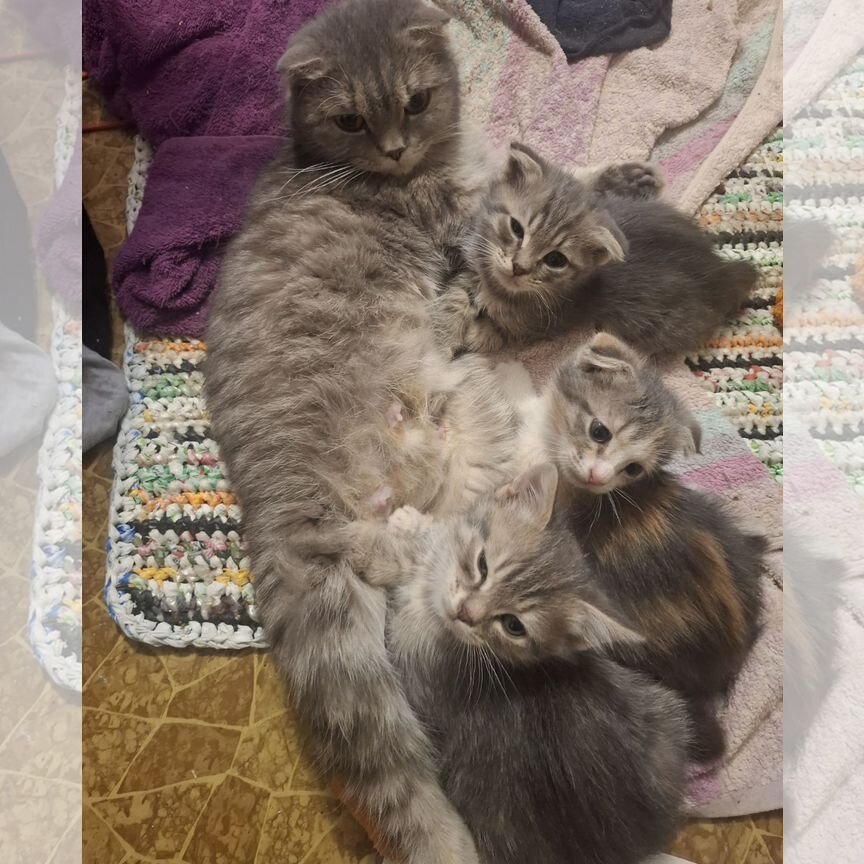 Котёнок в добрые руки