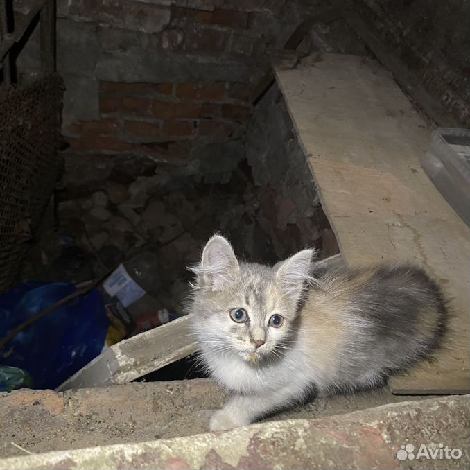Котенка выбросили на улицу
