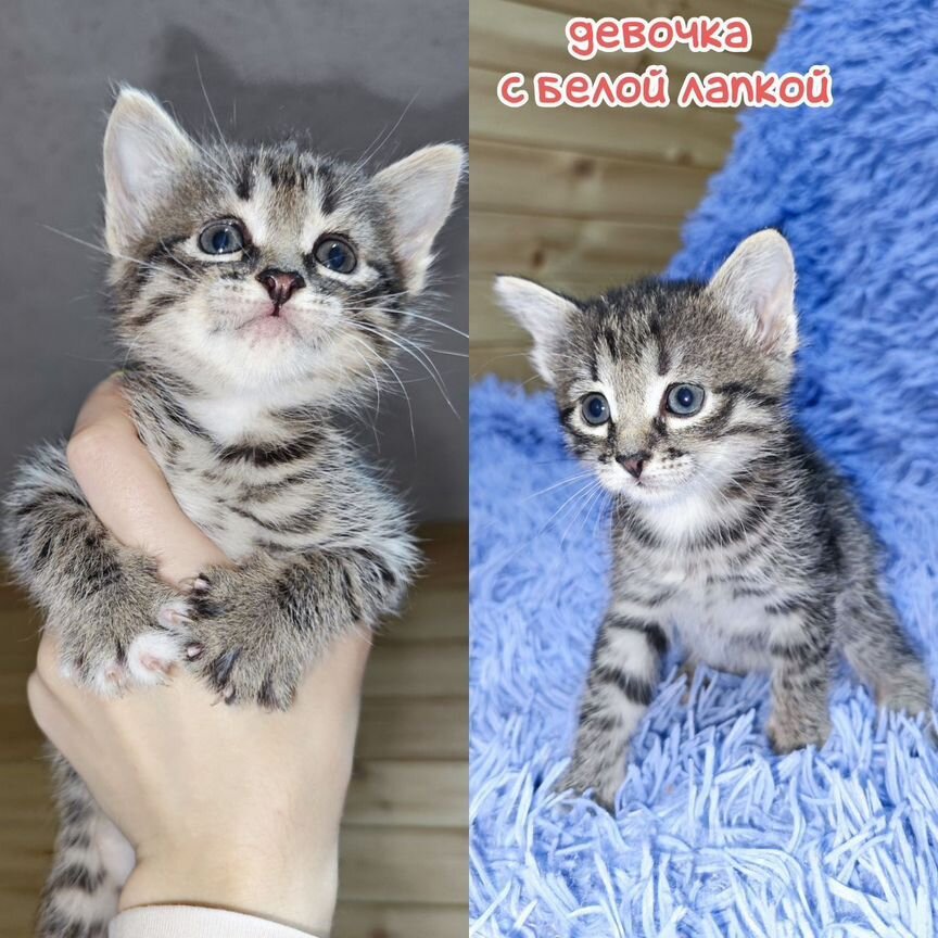 Котята в добрые руки