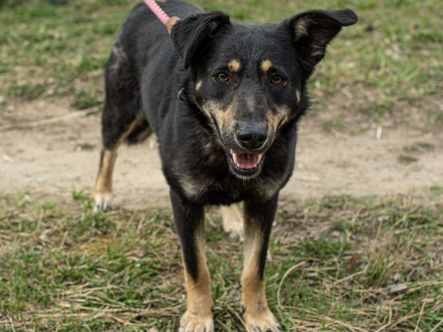 Каштанушка из приюта нужнается в доме