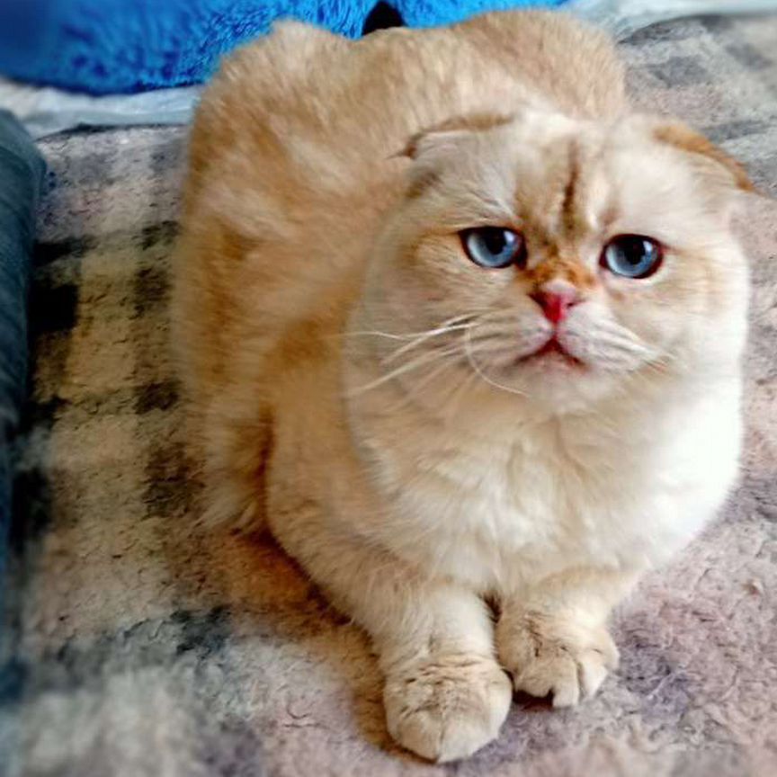 Шотландский вислоухий короткошёрстный, взрослый кот