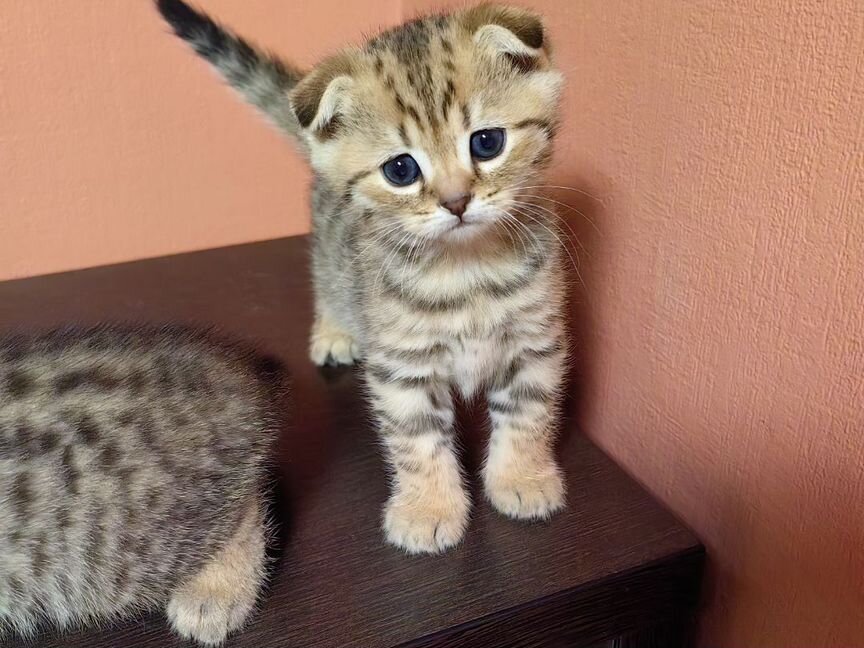 Шотландские малыши