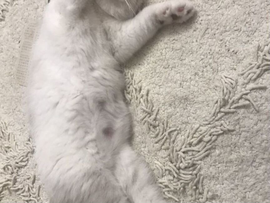 Кошка экзотка