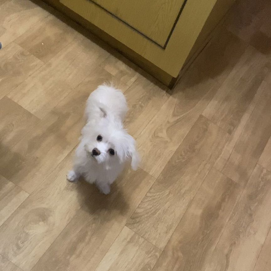 Мальтезе мальтипу