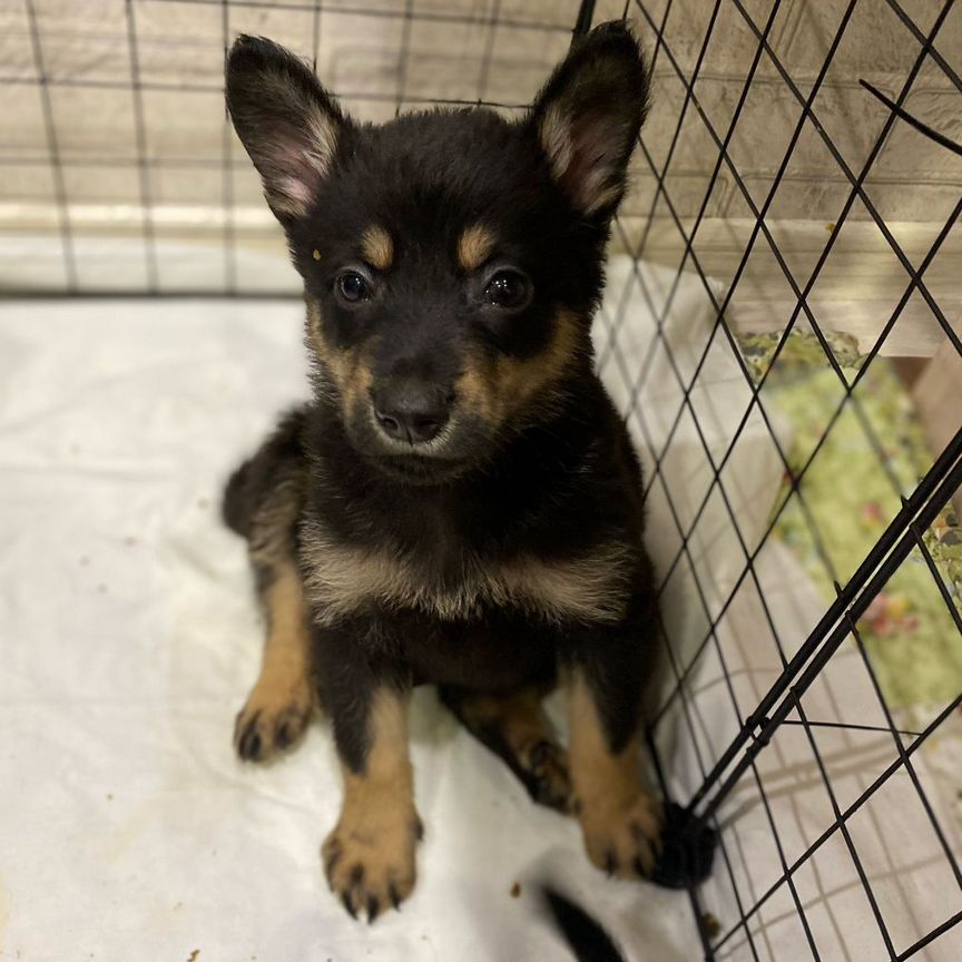 Щенок в добрые руки