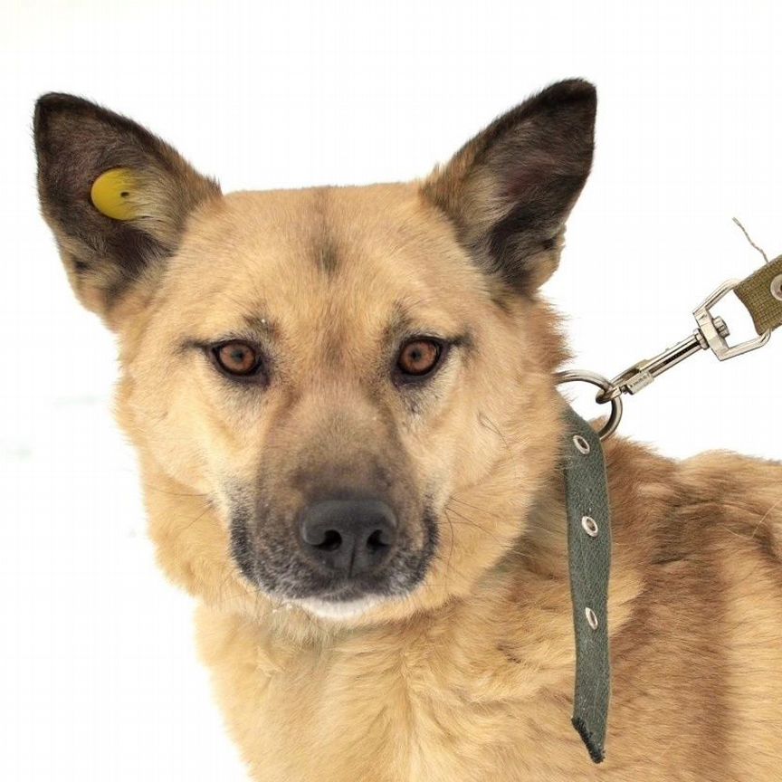 Ищем дом для чудесной Берточки