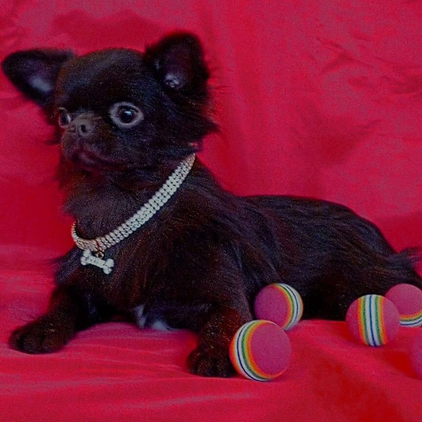 Чихуахуа, щенок