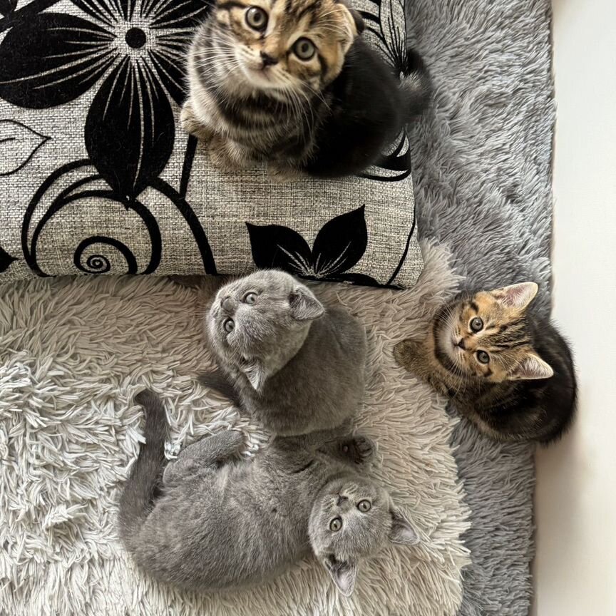 Шотландские котята вислоухие и прямоухие