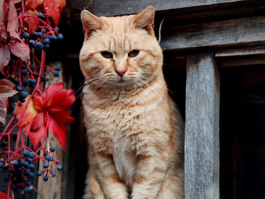 Котик обормотик