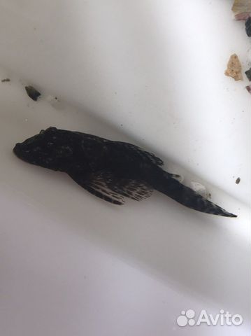 Сомик бронь