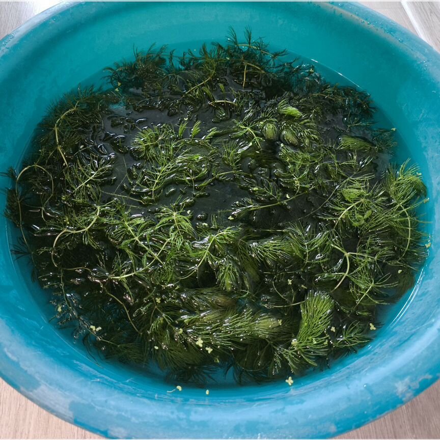 Роголистник в аквариум