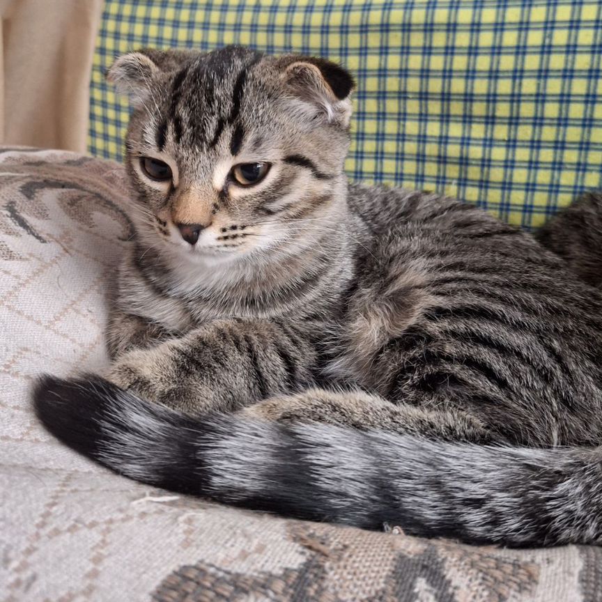 Шотландский вислоухий длинношёрстный котёнок