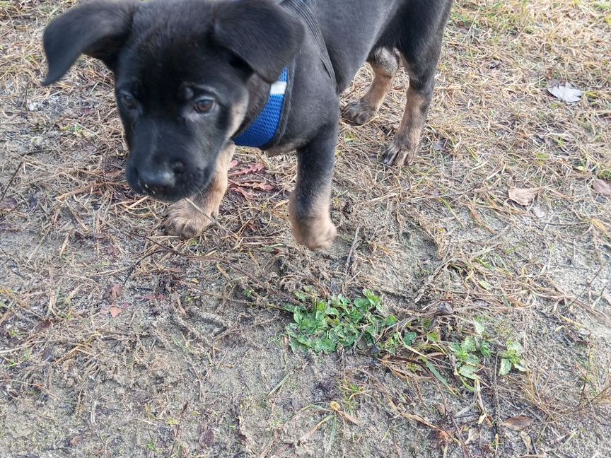 Метис Кане корсо