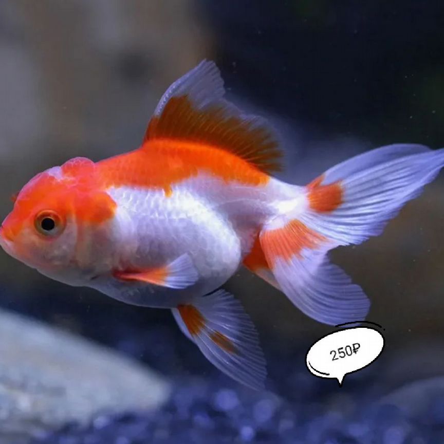 Золотая рыбка Оранда вуалехвост комета