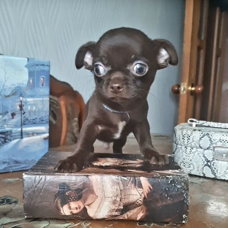 Шоколадный мальЧишка