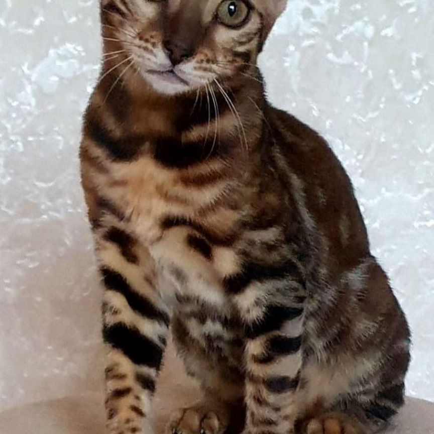 Бенгальская