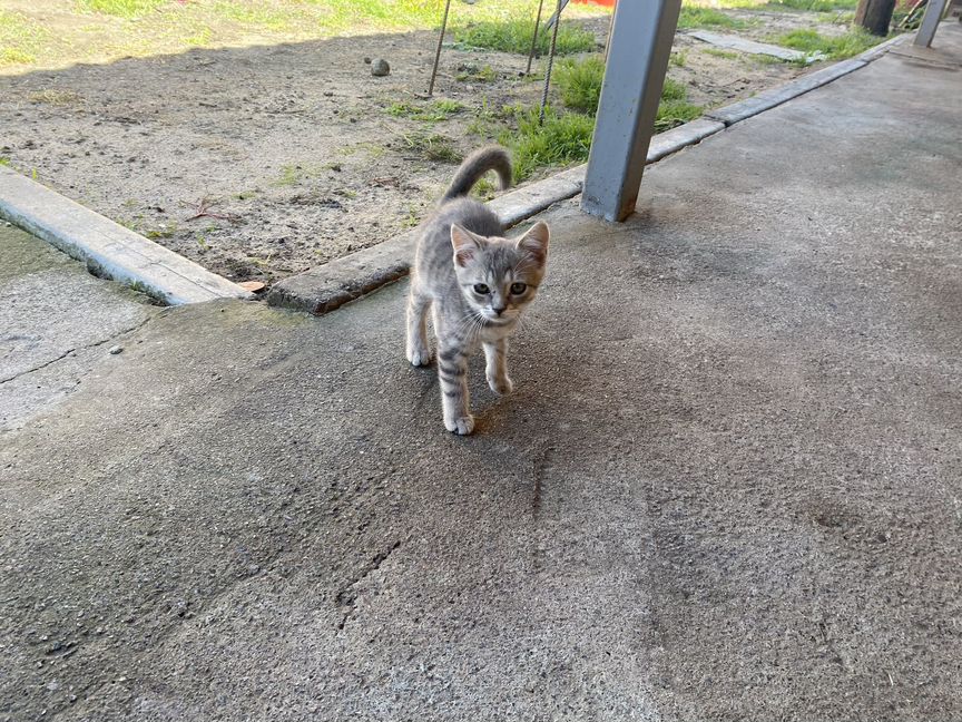 Отдам котенка в добрые руки