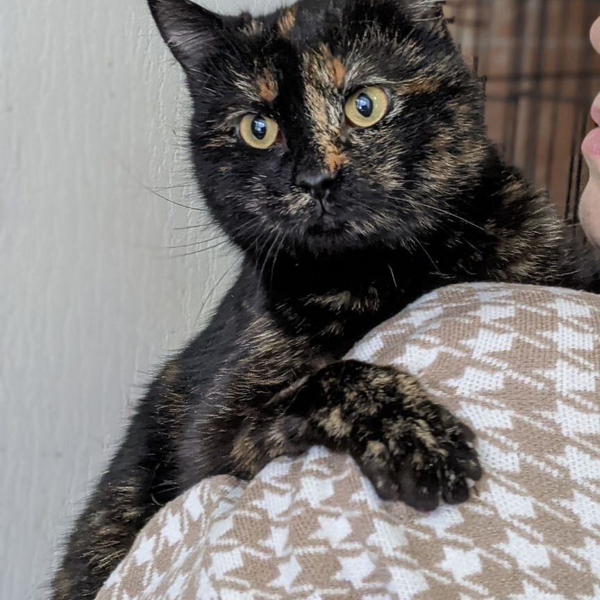 Джема ищет дом