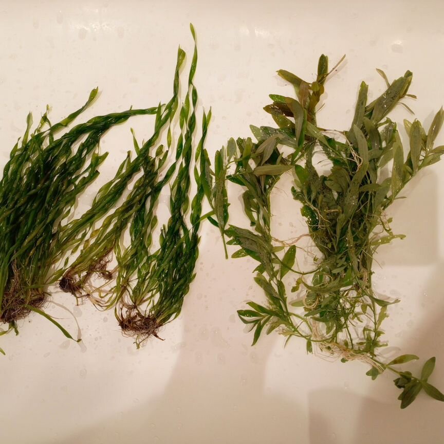 Аквариумные растения