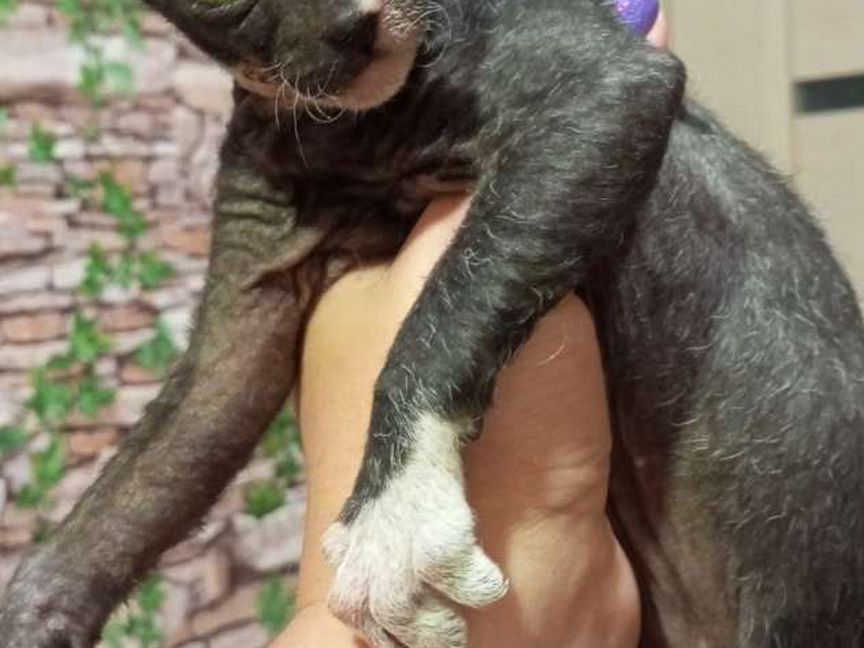 Канадский сфинкс девочка