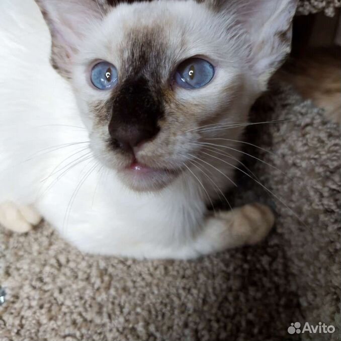 Балинезийская кошка