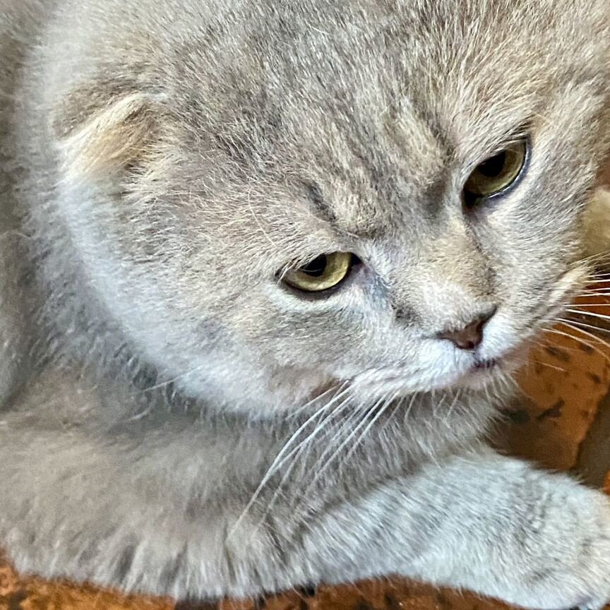 Котик в дар ответственным людям