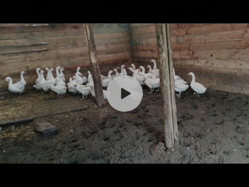 Продам гусей