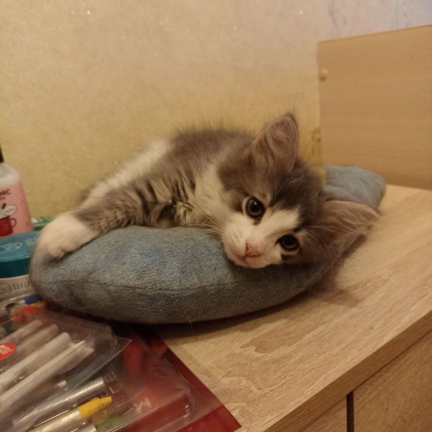 Добродушный котик, 2 месяца