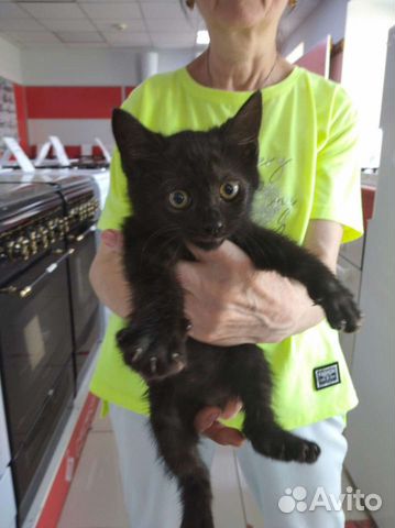 Котенок 2,5месяца