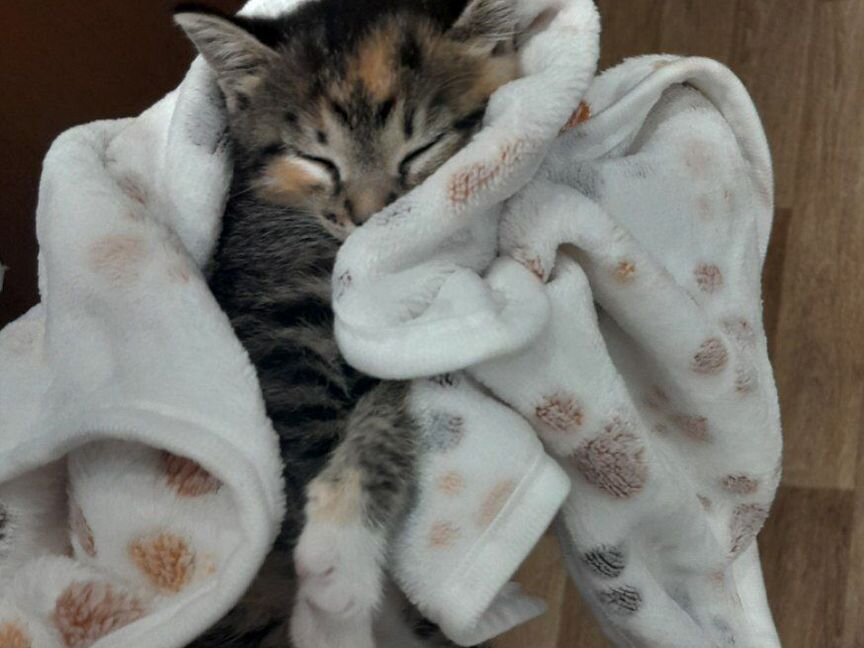 Котеночек бесплатно