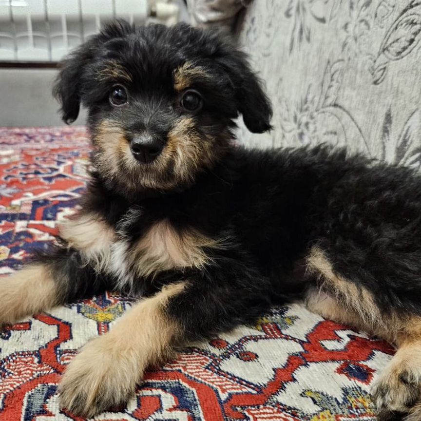 Маленькая кнопка в добрые руки