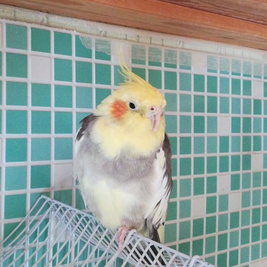 Корелла самка